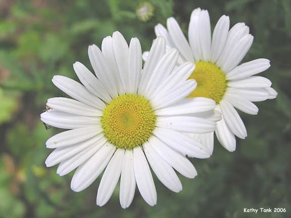 Kathy Tank "The Garden Tender" -- Photo Gallery